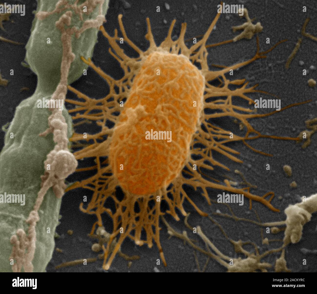 Faecal bacteria. Scanning electron micrograph (SEM) of bacteria found ...