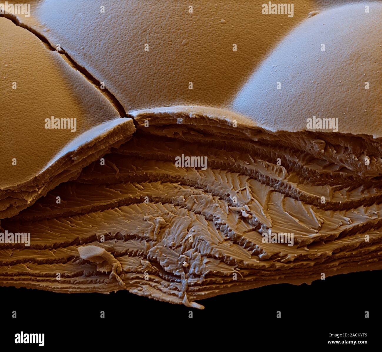 Housefly eye. Coloured scanning electron micrograph (SEM) showing the ...