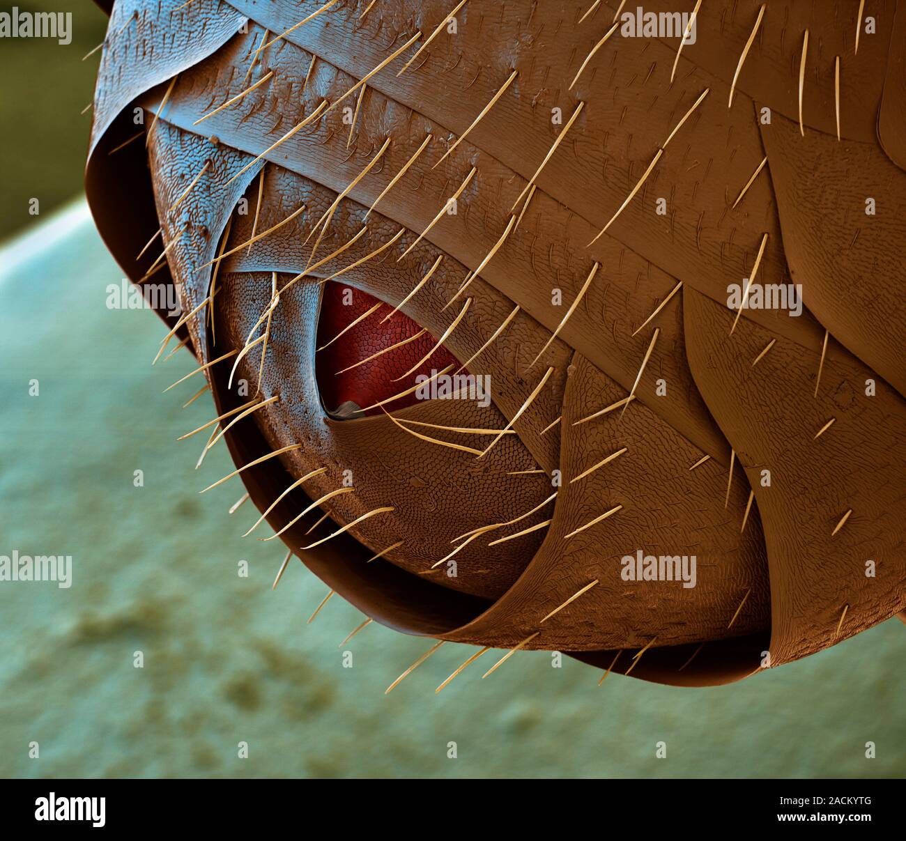 Wood ant abdomen. Coloured scanning electron micrograph (SEM) of the ...