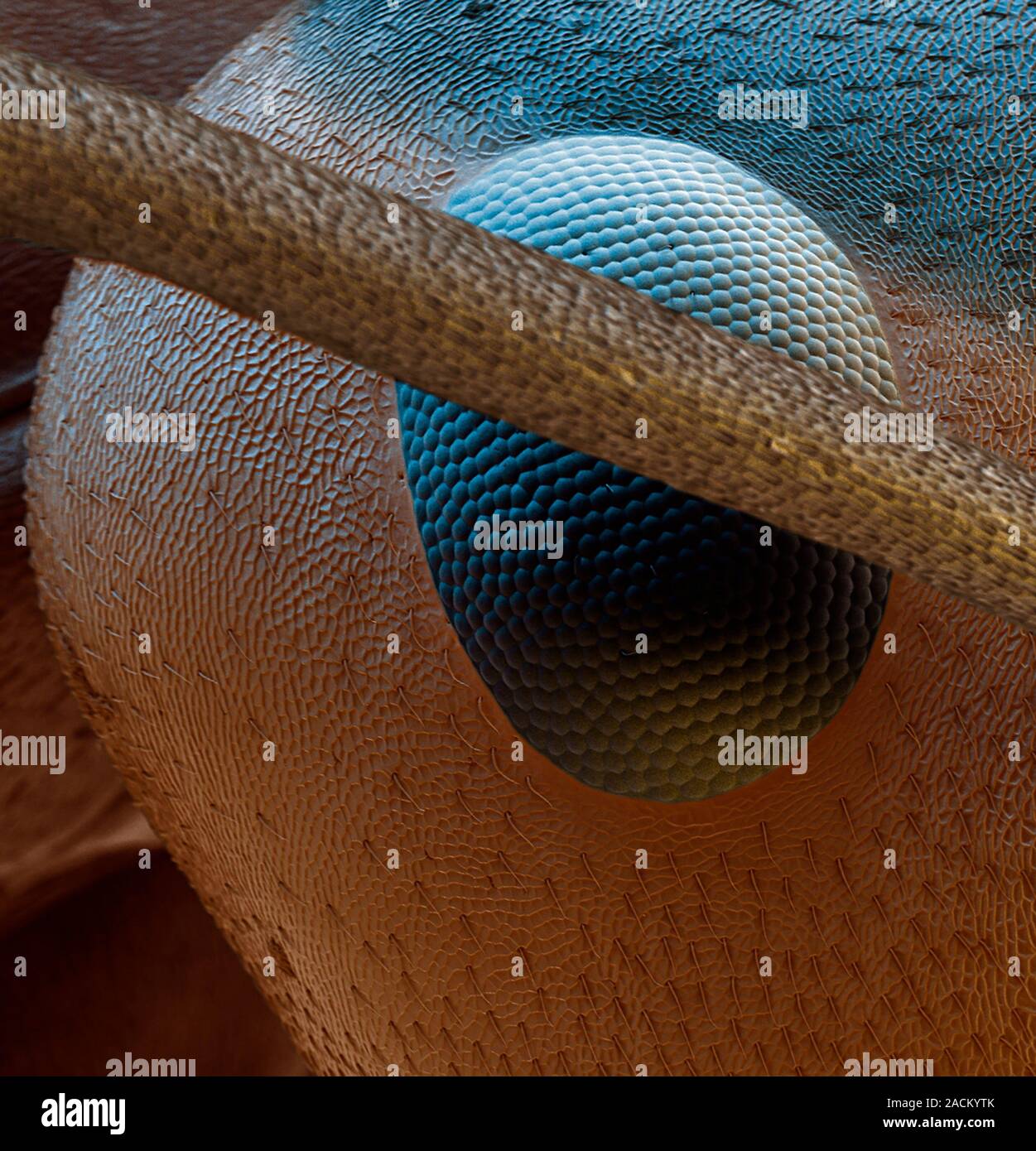 Wood ant head. Coloured scanning electron micrograph (SEM) of the head ...