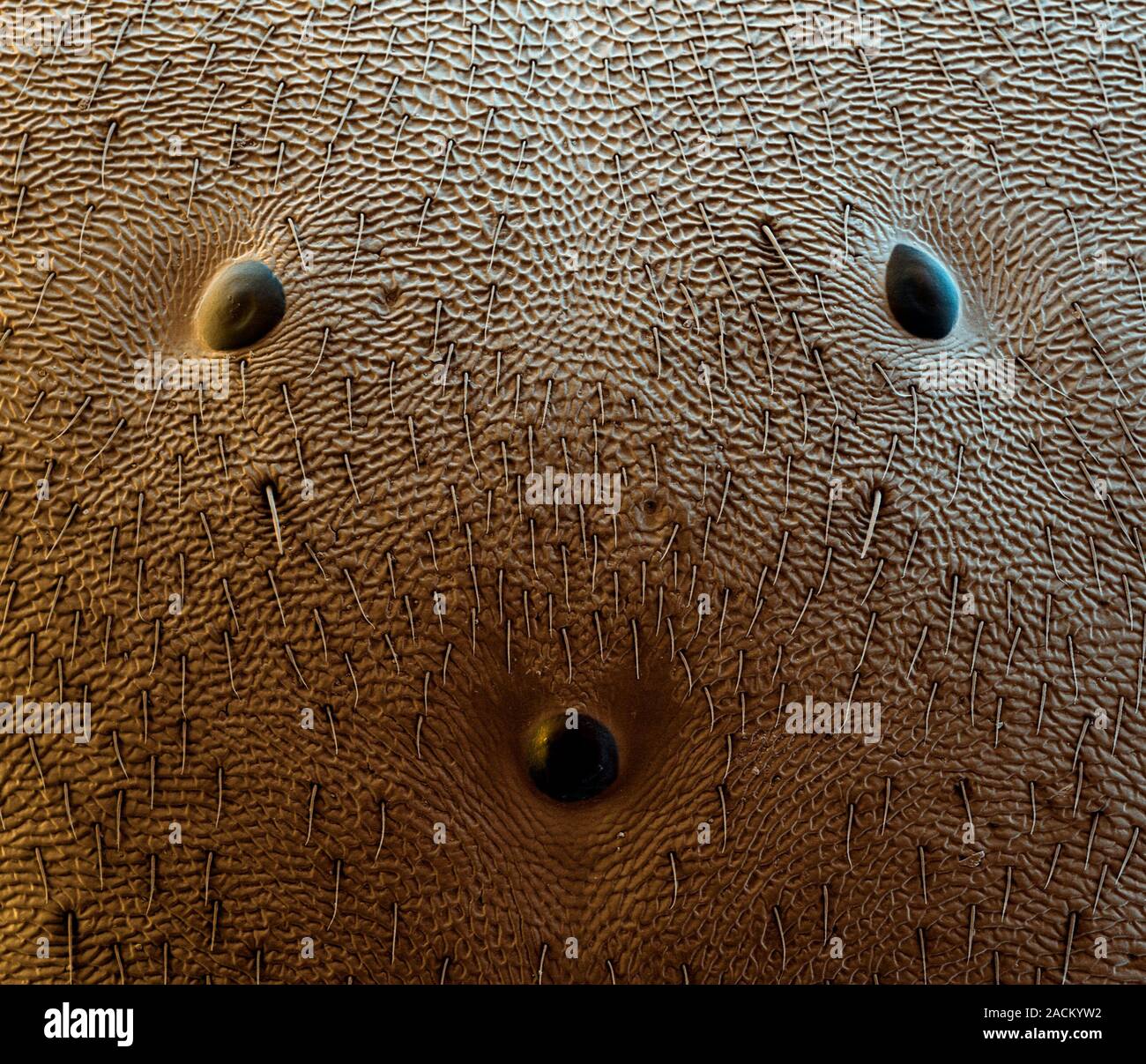 Wood ant ocelli. Coloured scanning electron micrograph (SEM) of the top ...
