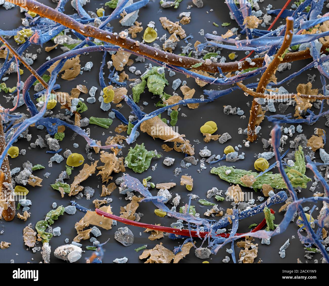 House dust. Coloured scanning electron micrograph (SEM) of a sample of ...