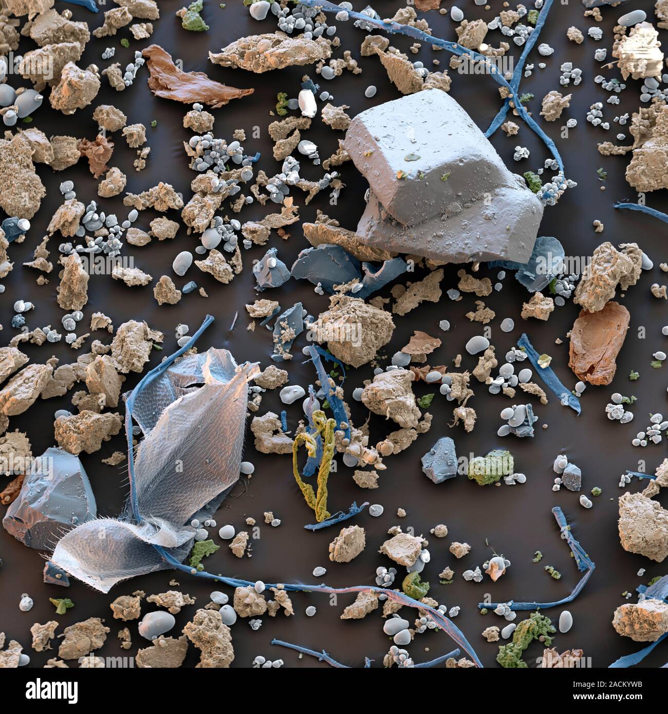 House dust. Coloured scanning electron micrograph (SEM) of a sample of ...
