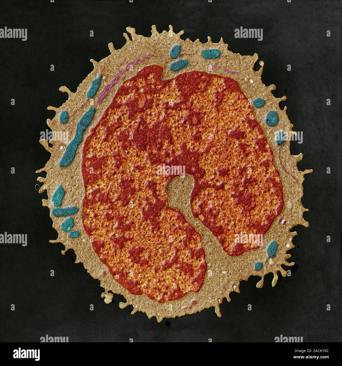 Monocyte white blood cell. Transmission electron micrograph (TEM) of a ...