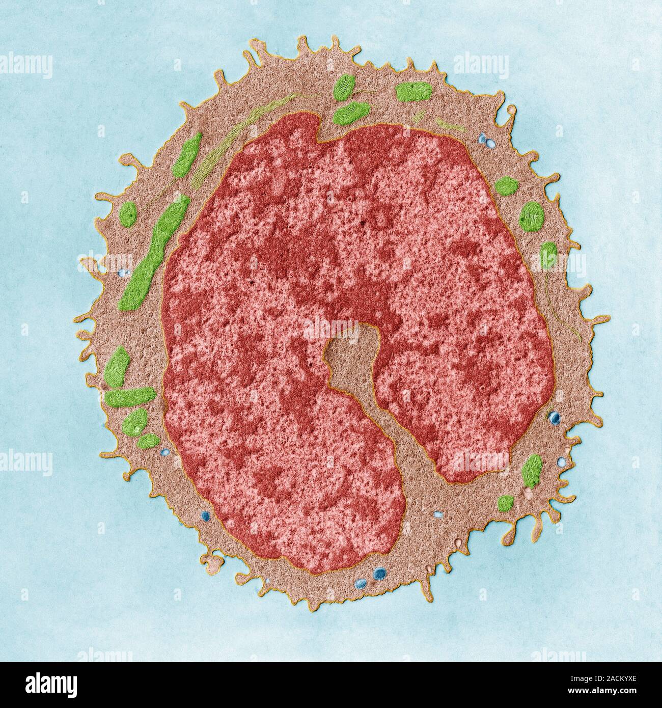 Monocyte white blood cell. Transmission electron micrograph (TEM) of a ...