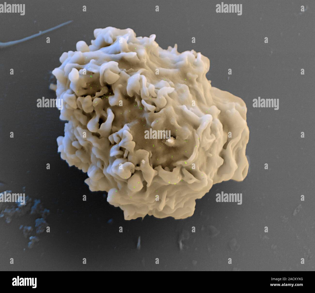 Monocyte white blood cell. Scanning electron micrograph (SEM) of a ...