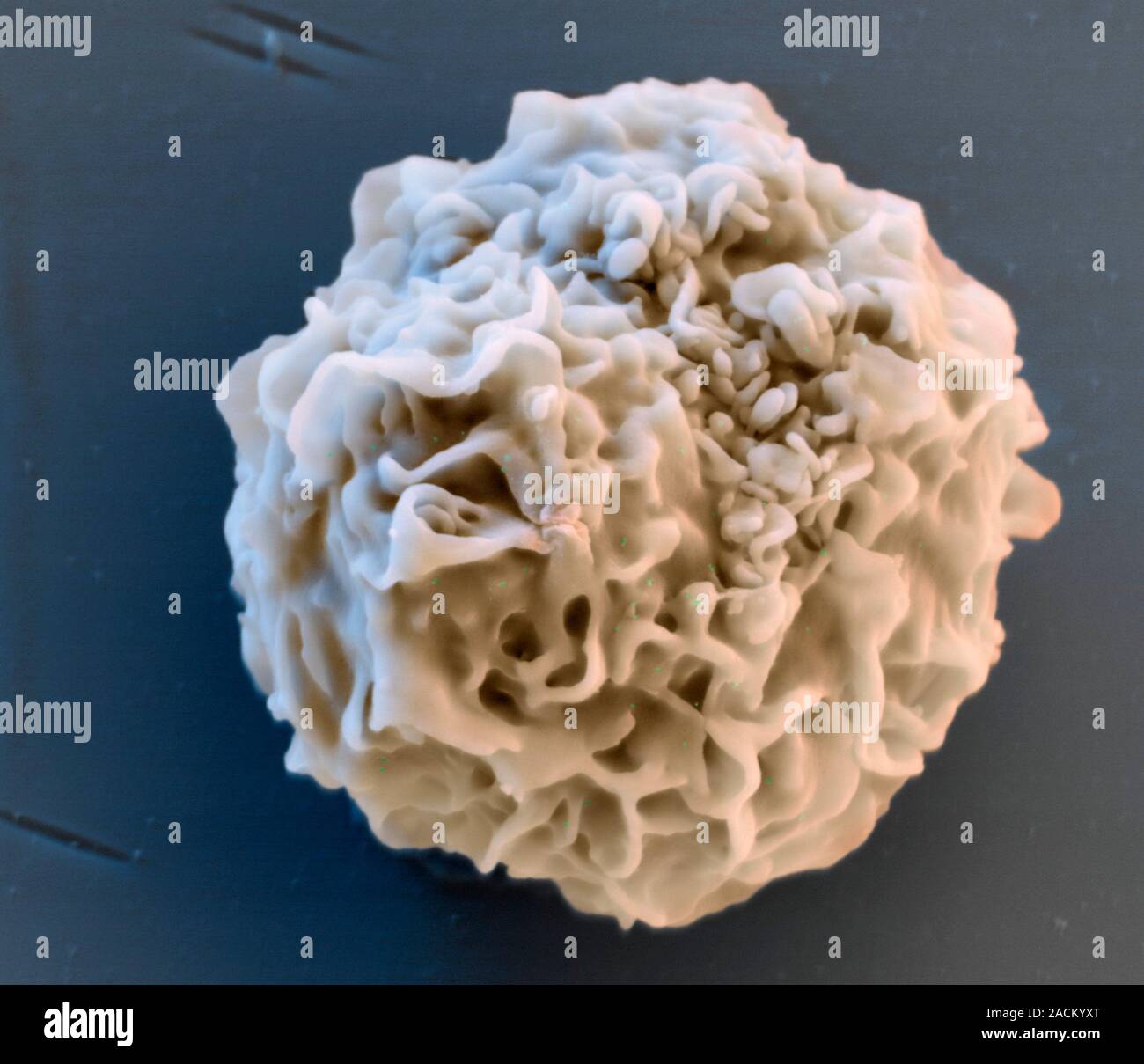 Monocyte white blood cell. Scanning electron micrograph (SEM) of a ...