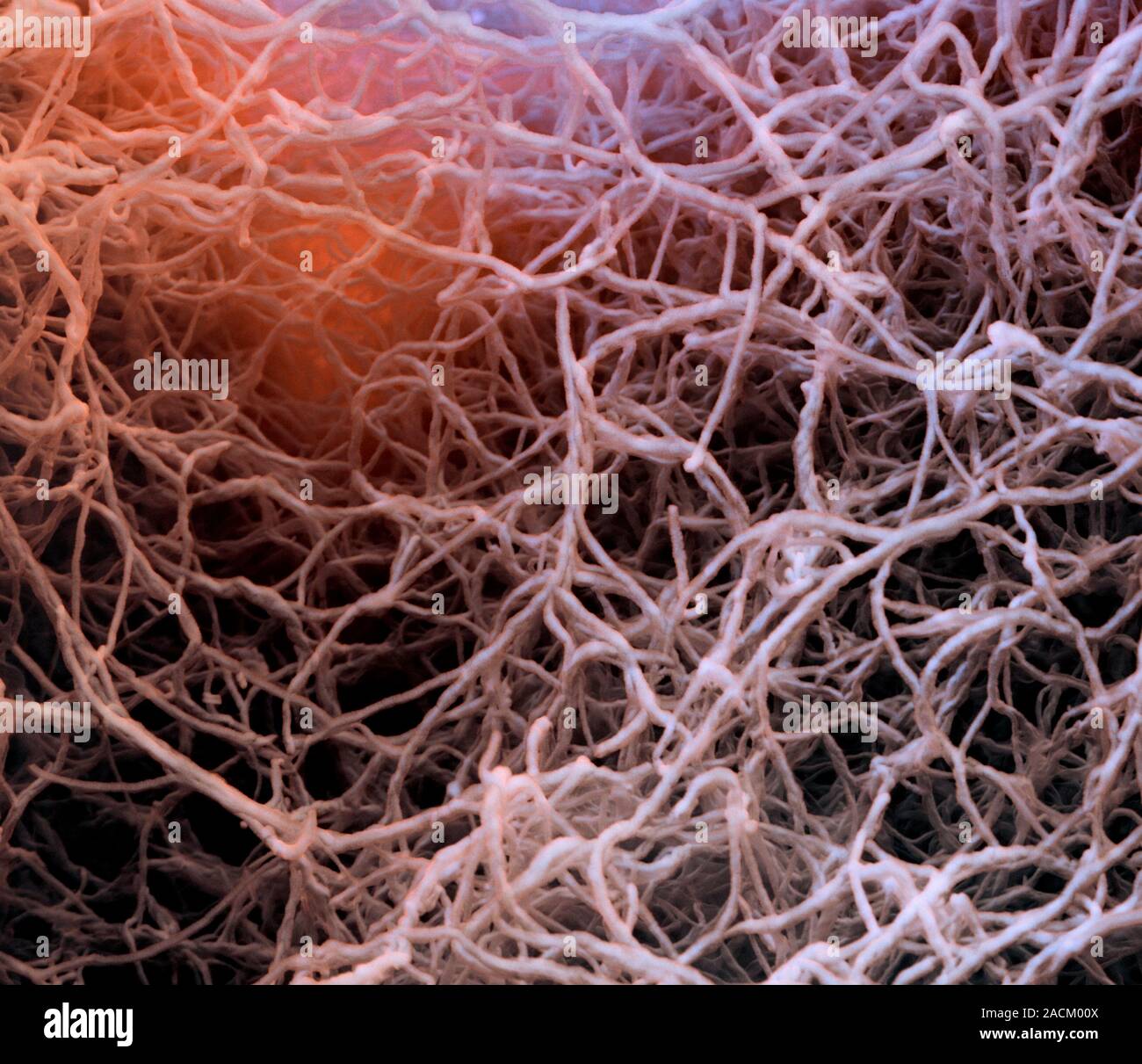 Nanofoam material, coloured scanning electron micrograph (SEM). This ...
