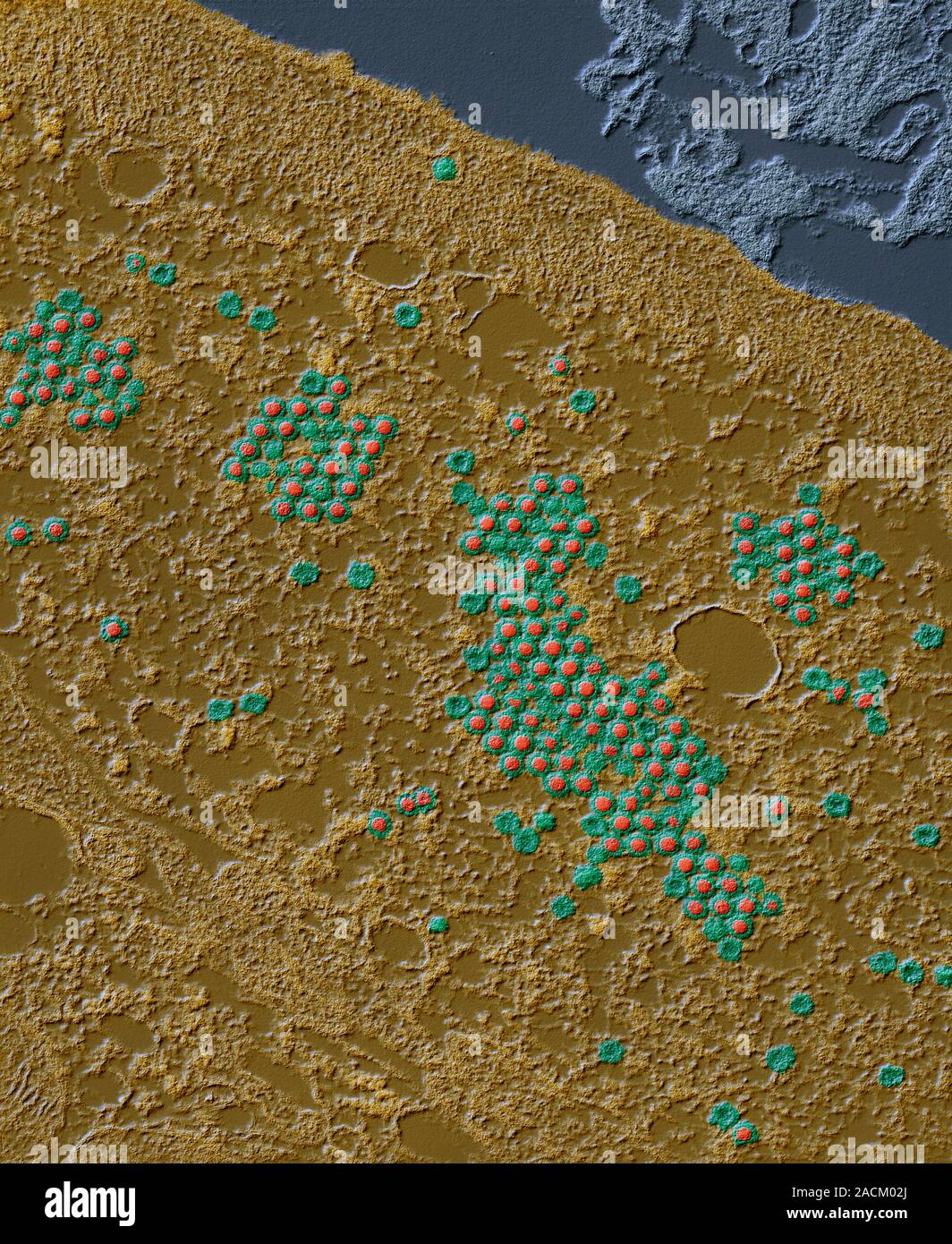 Rotavirus particles. Coloured transmission electron micrograph (TEM) of ...