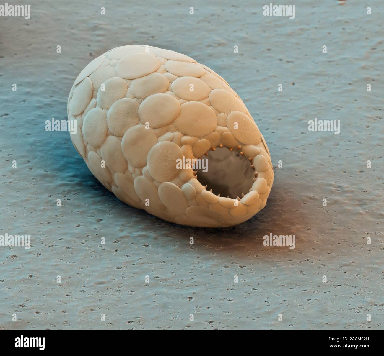 Rhizaria protozoan. Coloured scanning electron micrograph (SEM) of a ...