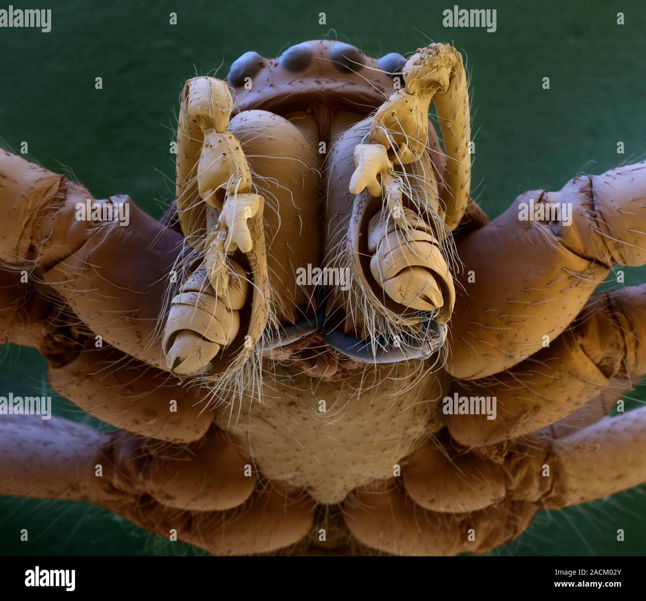 Orb weaver spider. Coloured scanning electron micrograph (SEM) of a ...