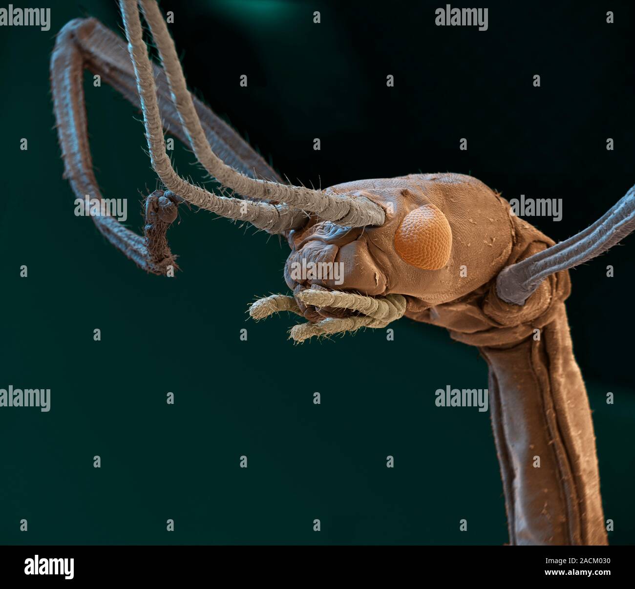 Indian stick insect. Coloured scanning electron micrograph (SEM) of the ...