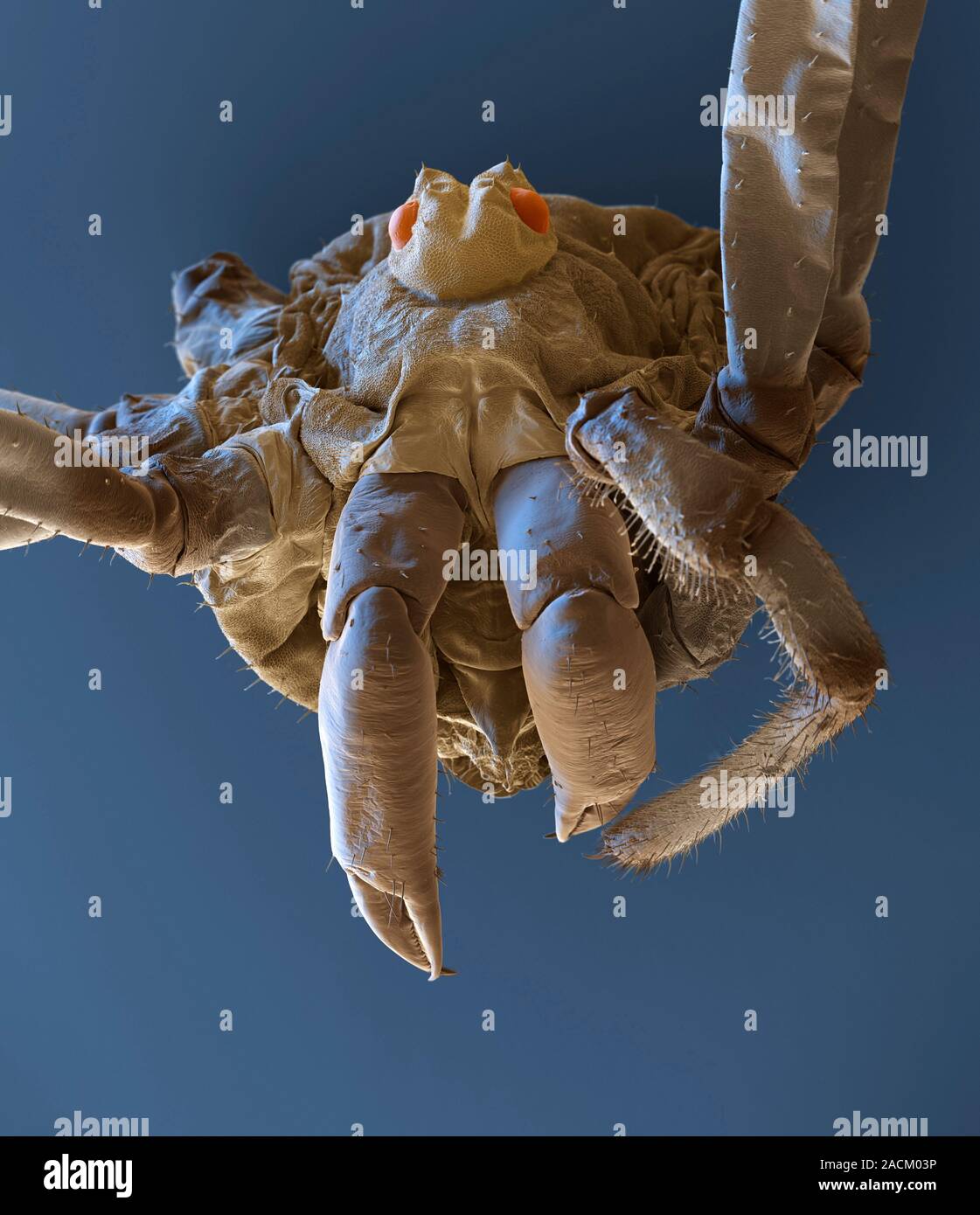 Harvestman spider. Coloured scanning electron micrograph (SEM) of a ...