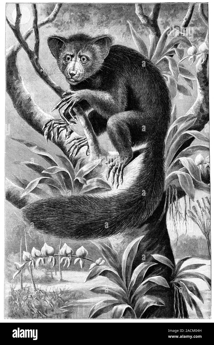Lemur, early 20th-century artwork. This is a lemur known as the aye-aye ...