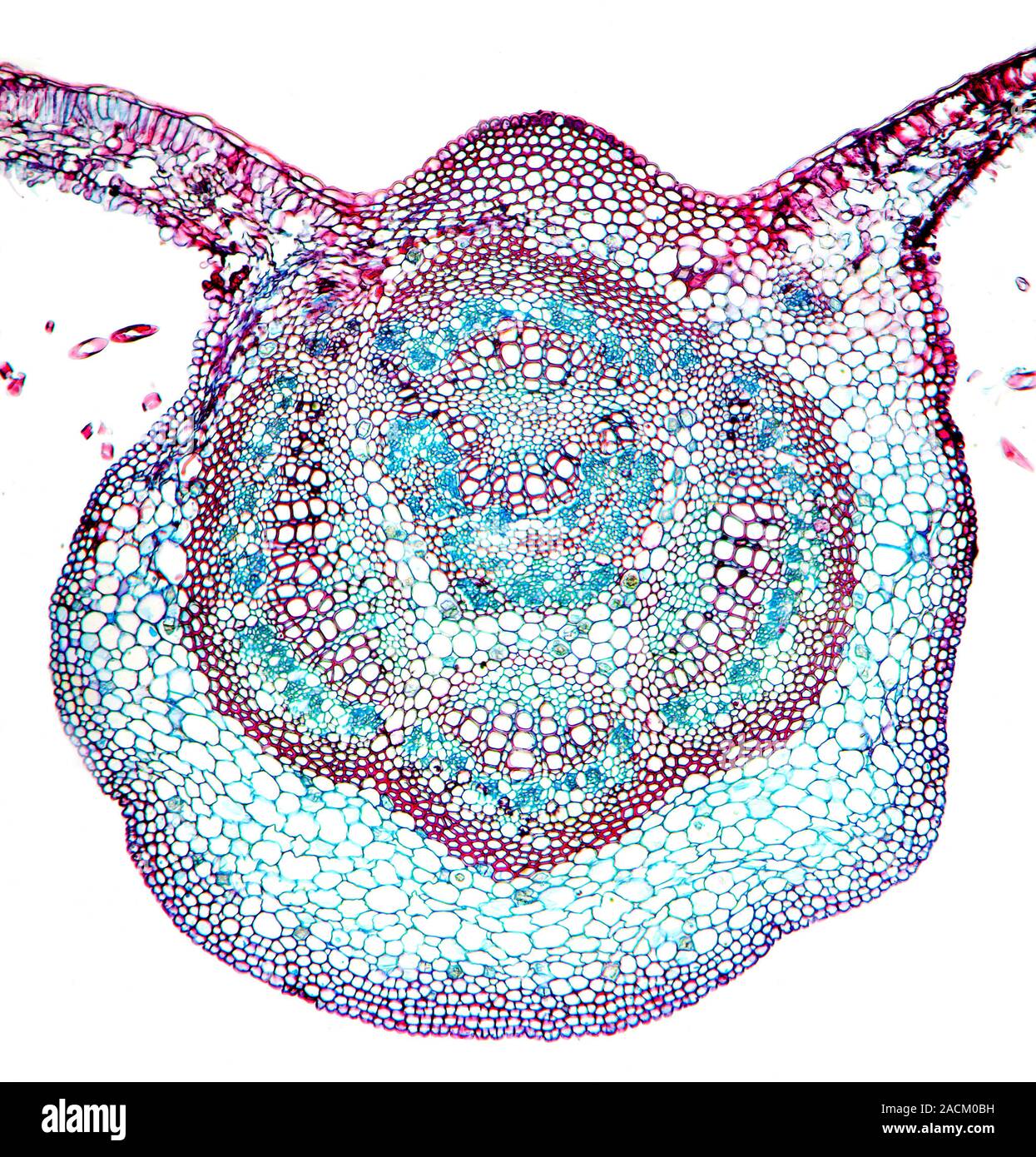 Sycamore leaf vein. Light micrograph of a section through the midrib ...