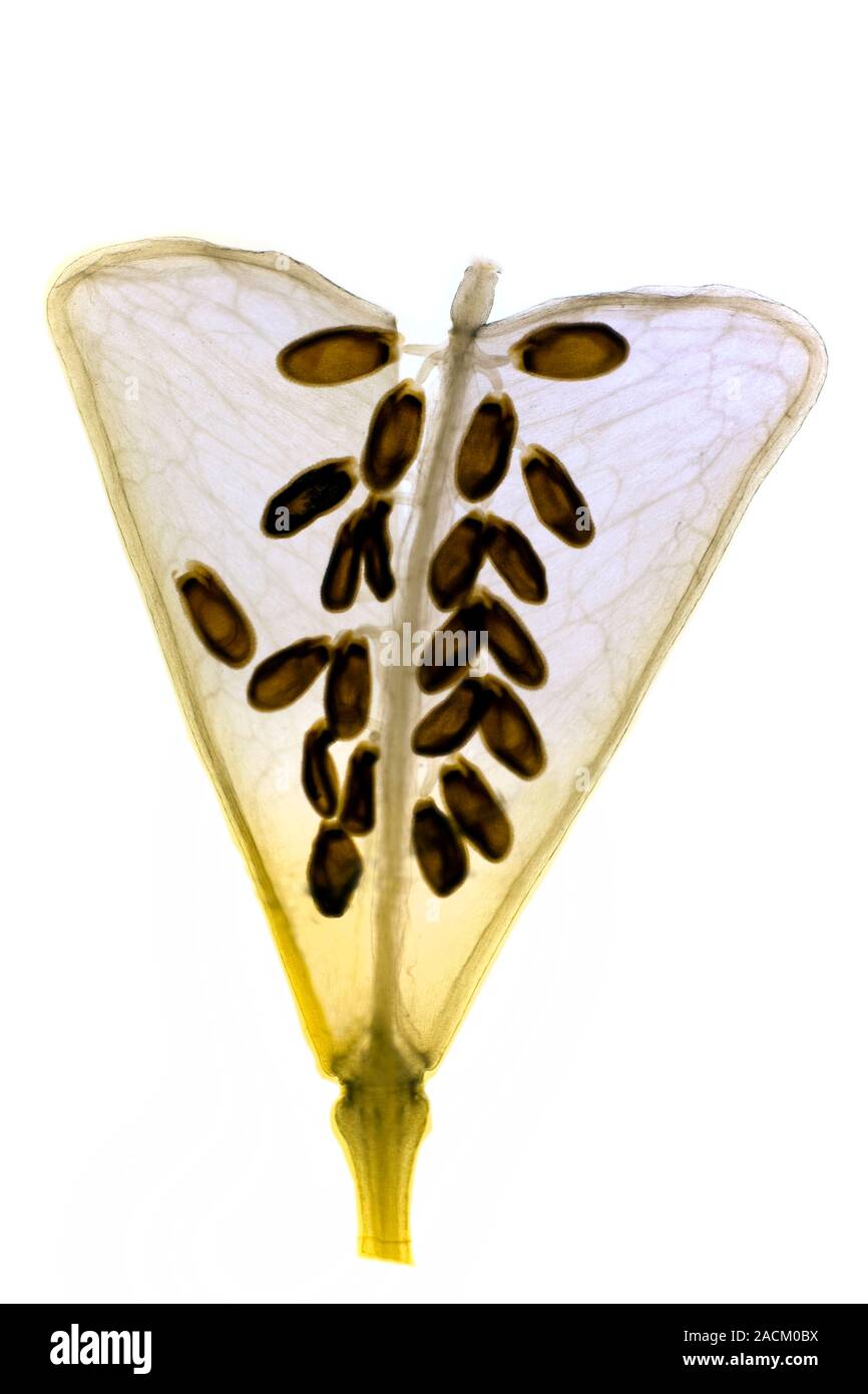 Shepherd's purse fruit. Light micrograph of a section through a seed ...