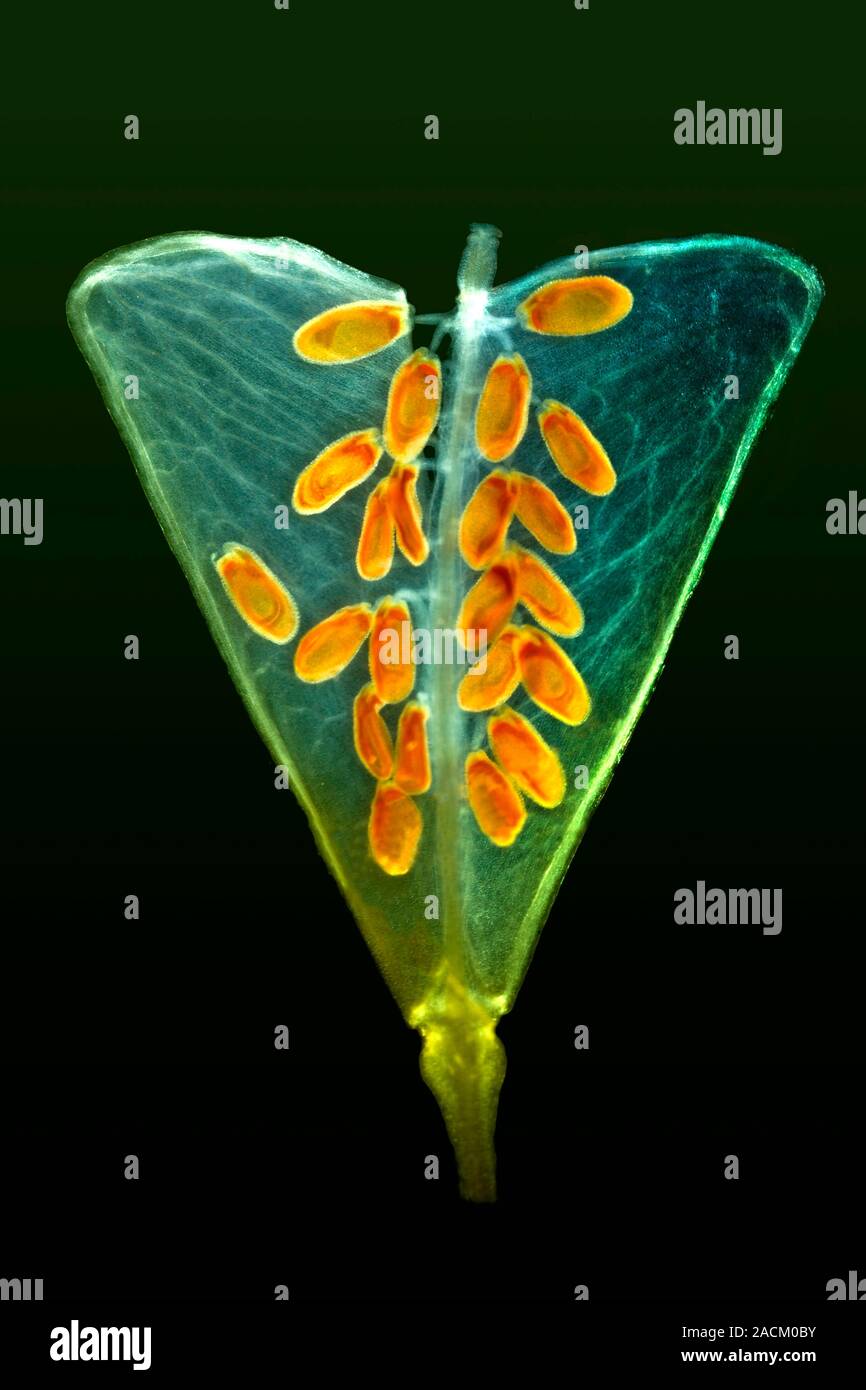 Shepherd's purse fruit. Light micrograph of a section through a seed ...
