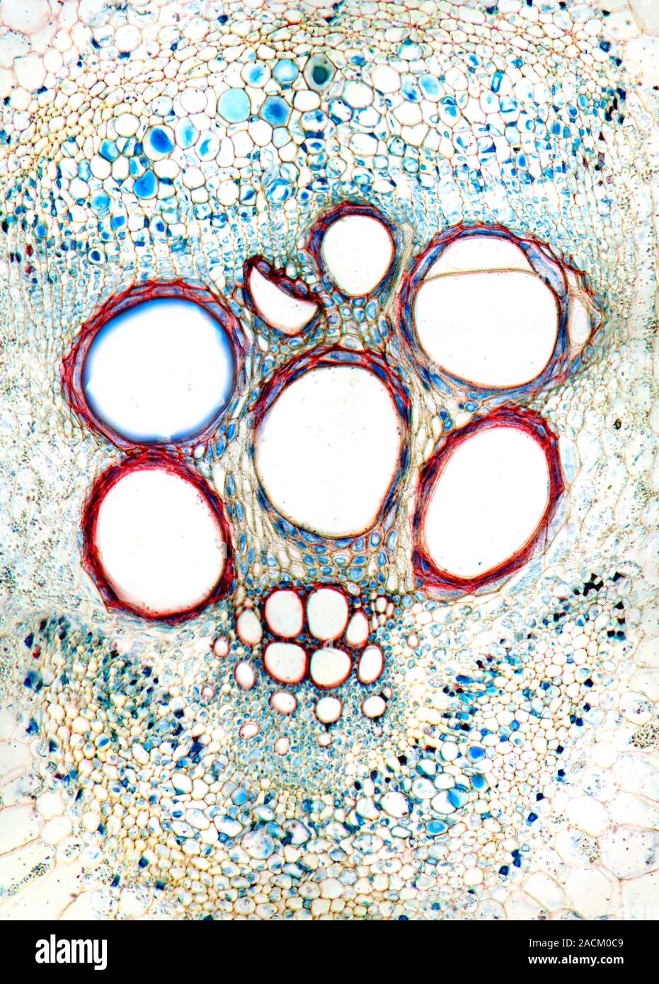 Marrow stem. Light micrograph of a section through the stem of a marrow ...