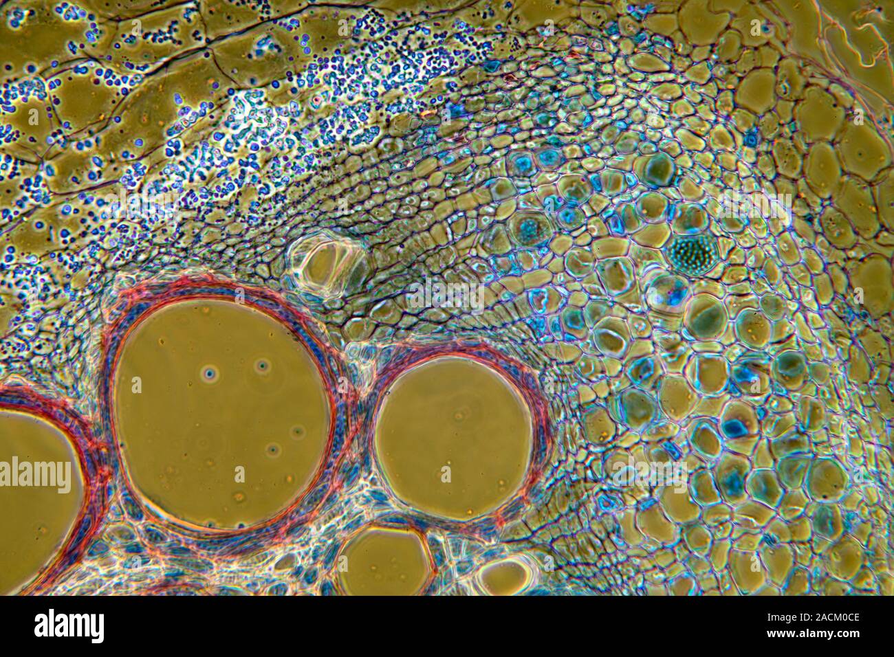 Marrow stem. Light micrograph of a section through the stem of a marrow ...