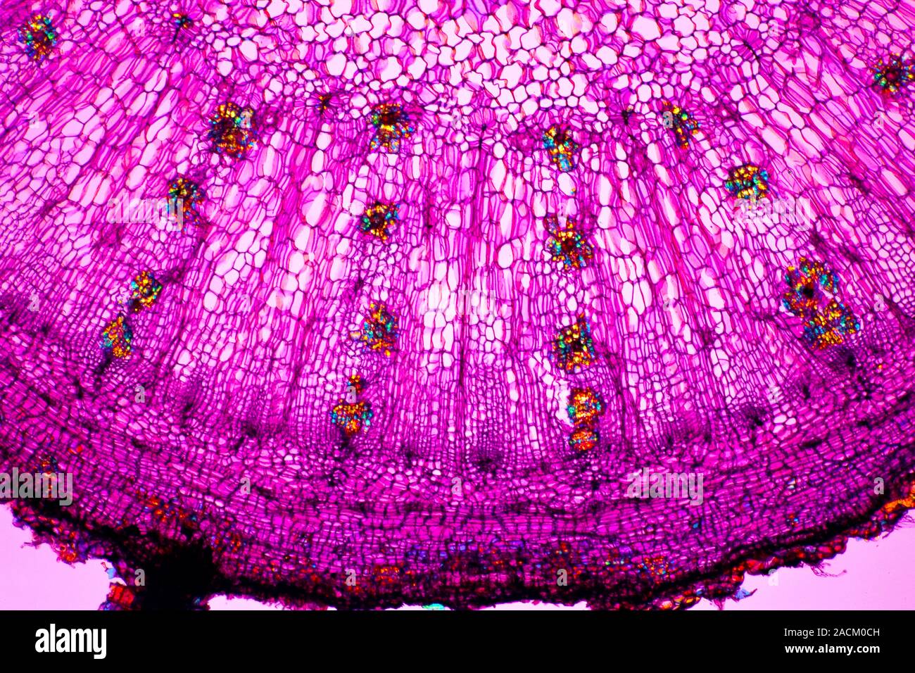 Dahlia tuber. Polarised light micrograph of a section through the tuber ...