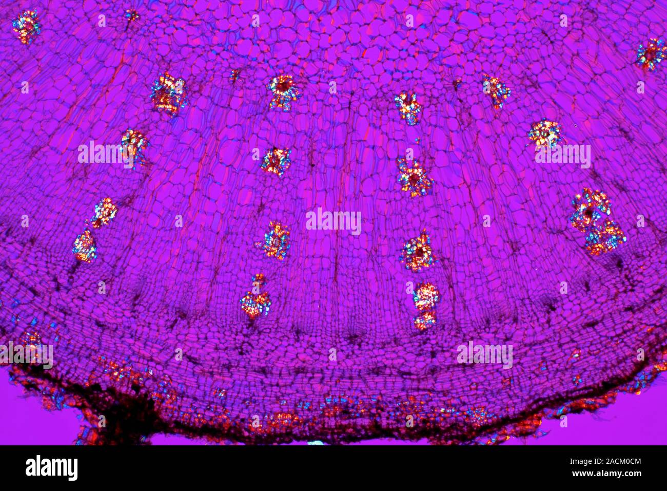 Dahlia tuber. Polarised light micrograph of a section through the tuber ...
