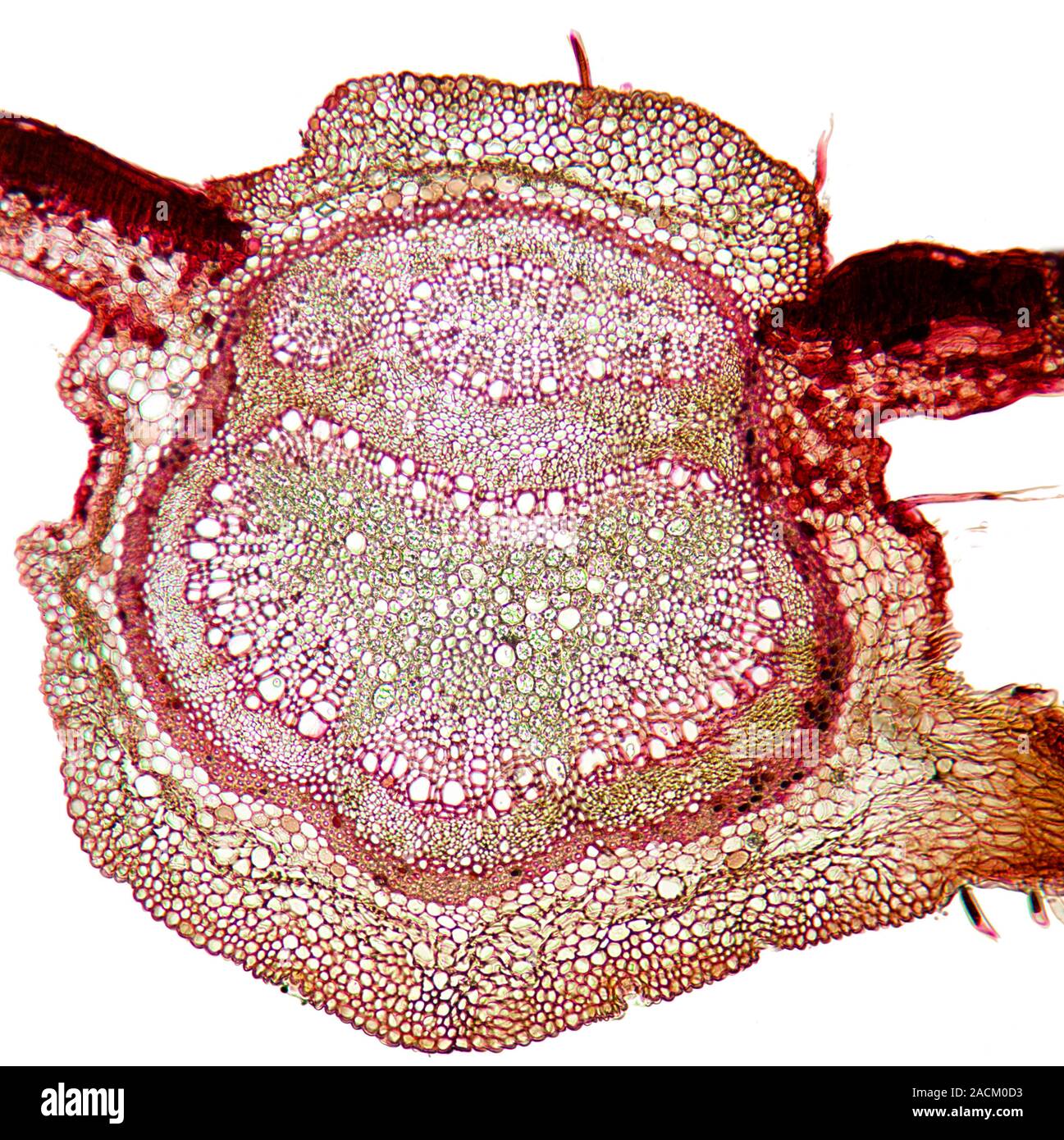 Beech tree leaf. Light micrograph of a section through the leaf of a ...