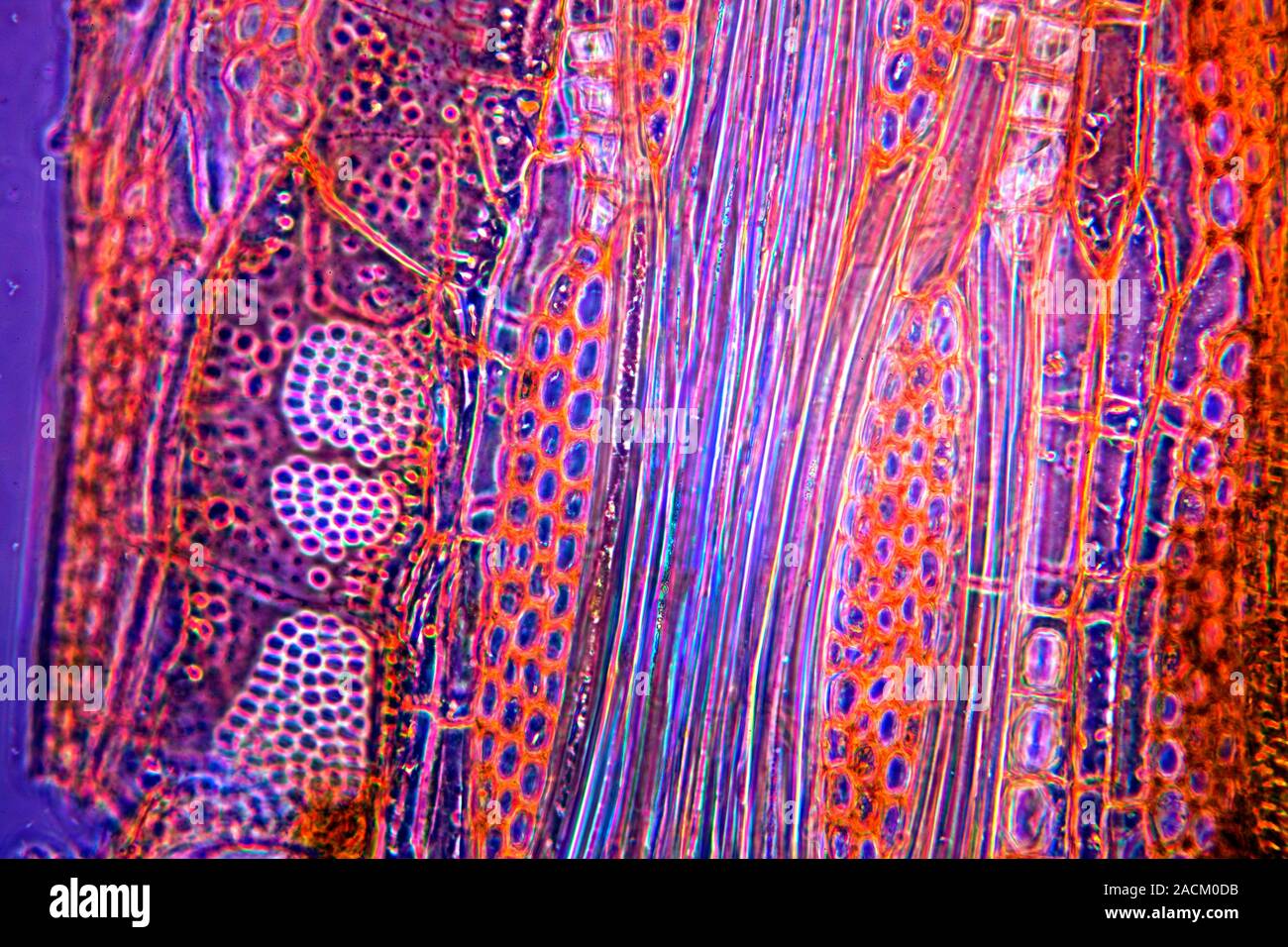 Beech tree stem. Light micrograph of a section through the woody stem ...