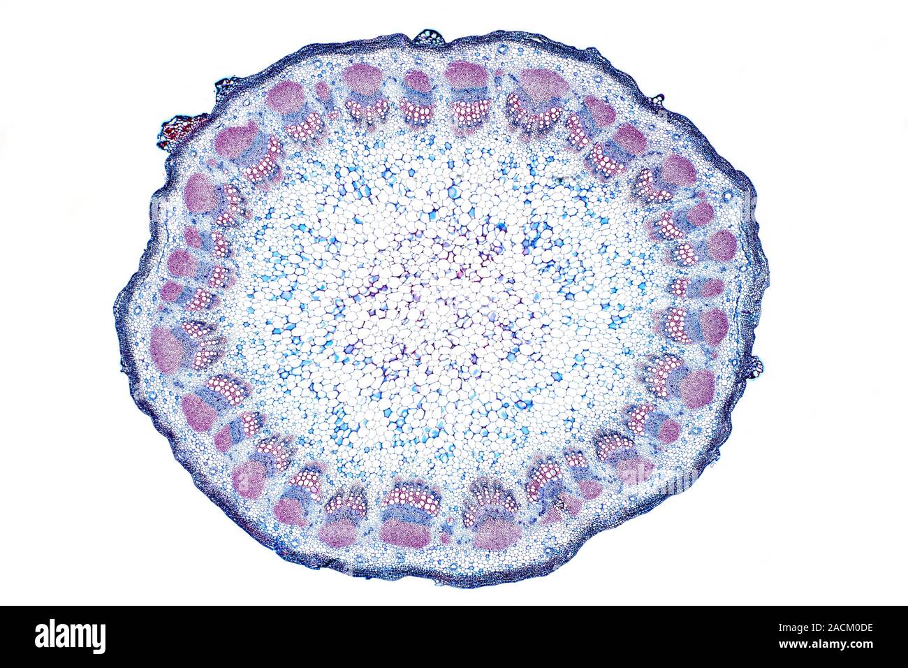 Sunflower stem. Light micrograph of a section through a young stem from ...