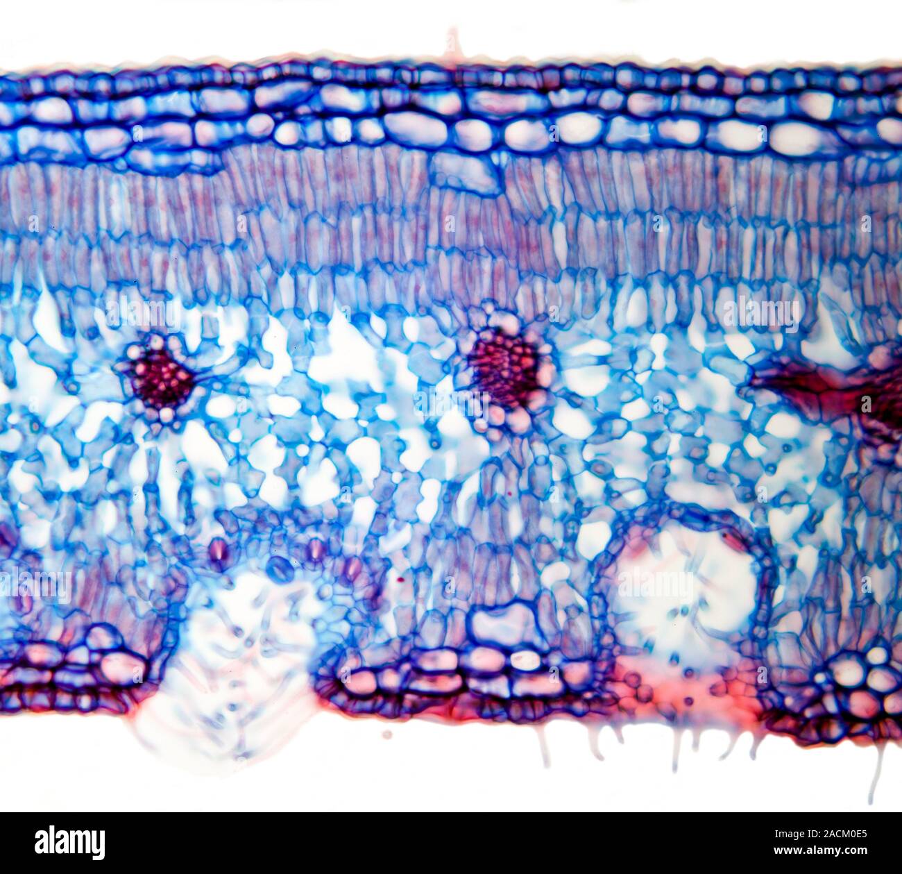 Oleander leaf. Light micrograph of a section through the leaf of an ...