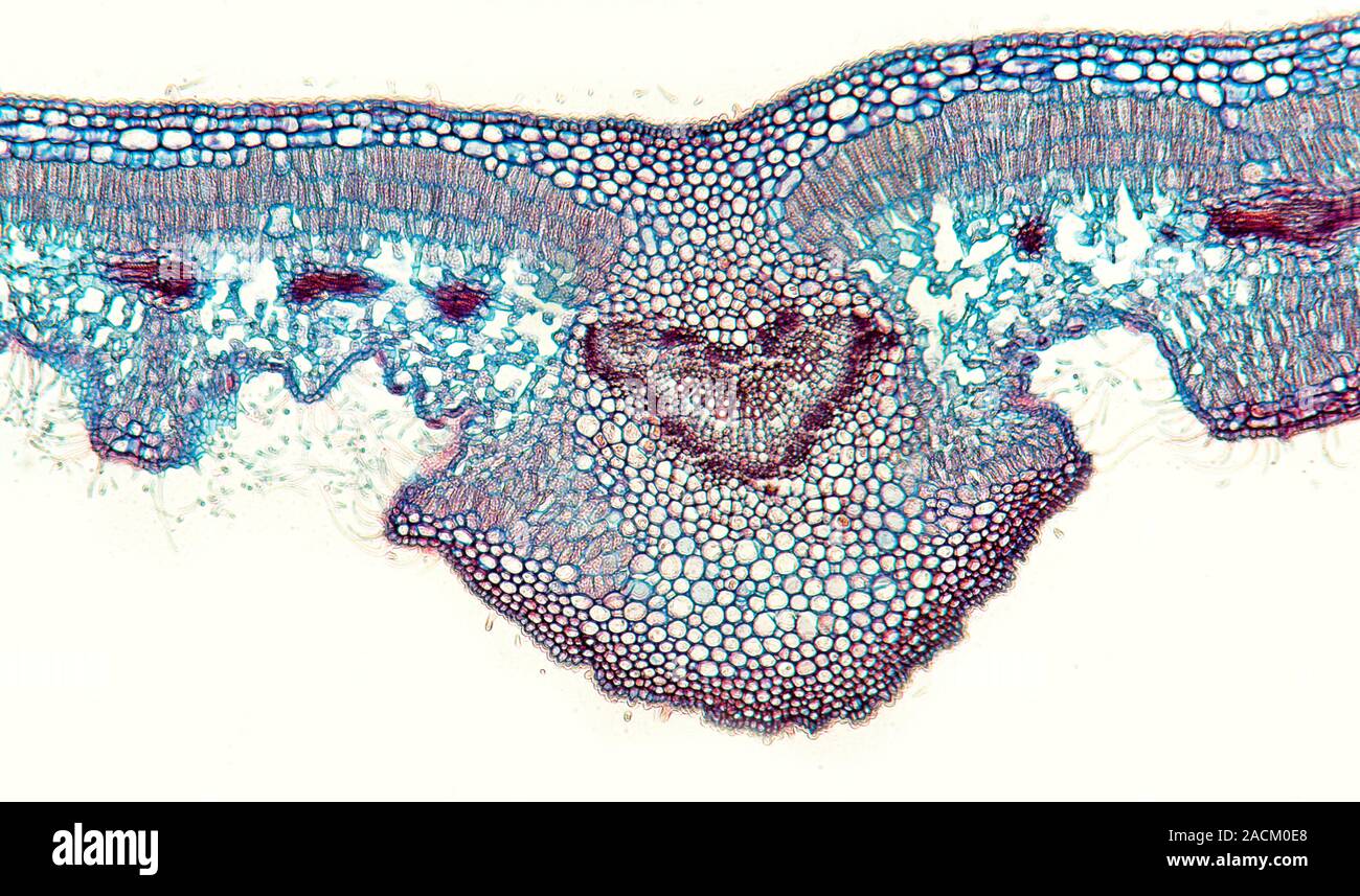 Oleander Leaf Light Micrograph Of A Section Through The Leaf Of An