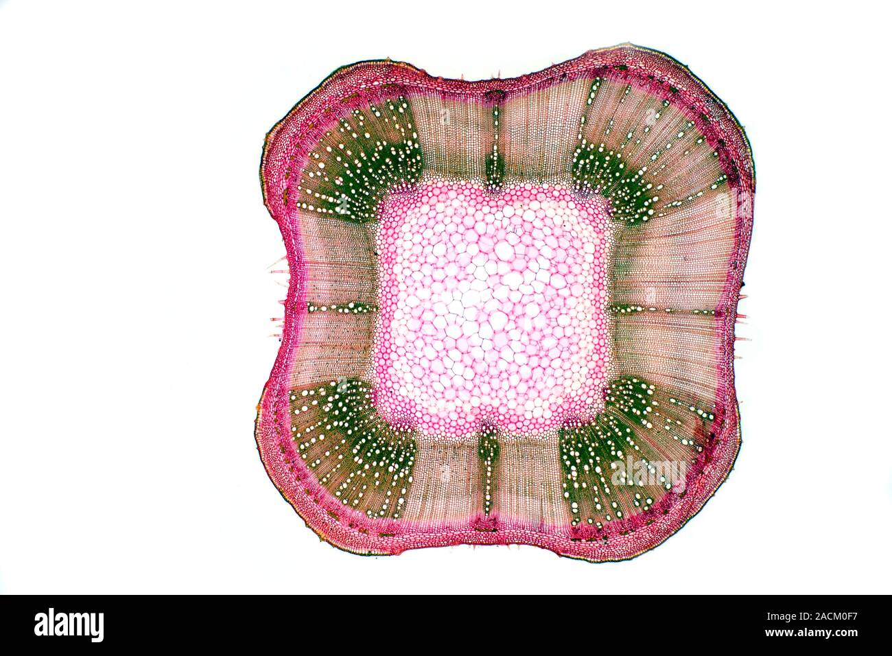 Sage stem. Light micrograph of a section through a secondary stem of a ...