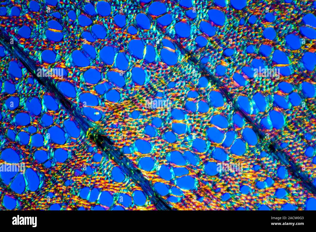 Beech tree stem. Polarised light micrograph of a section through the ...