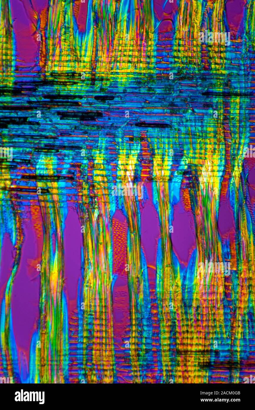 Beech tree stem. Polarised light micrograph of a section through the ...