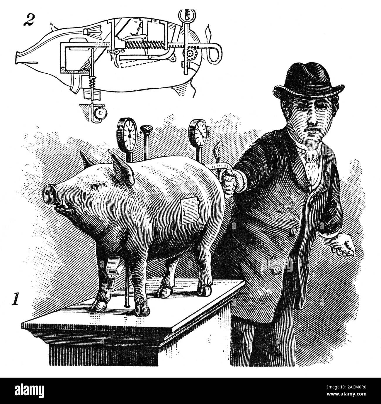 Vending machine, 19th-century artwork. Design for a pig-shaped electric ...