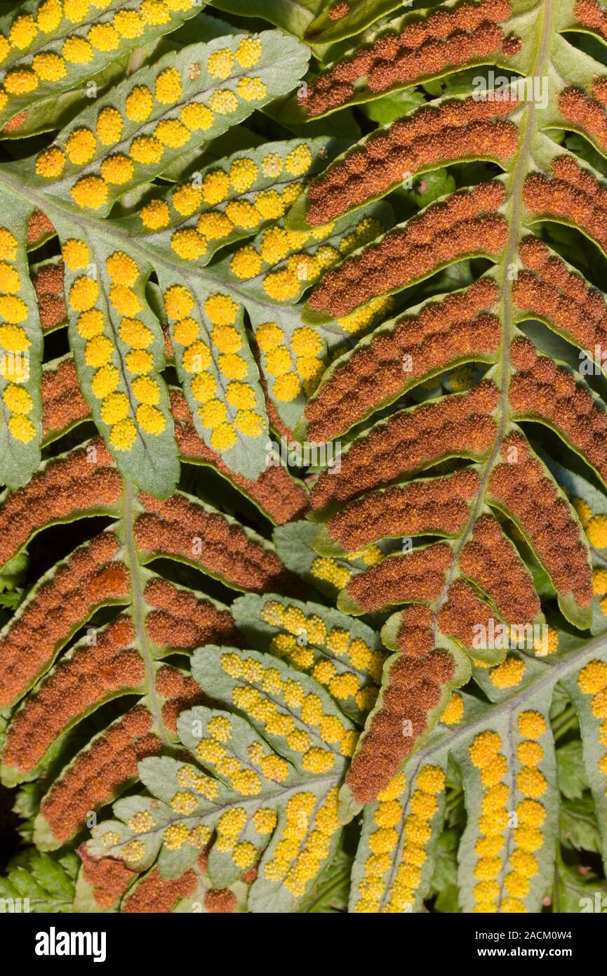 Sori on the underside of fronds of the common polypody fern, Polypodium ...