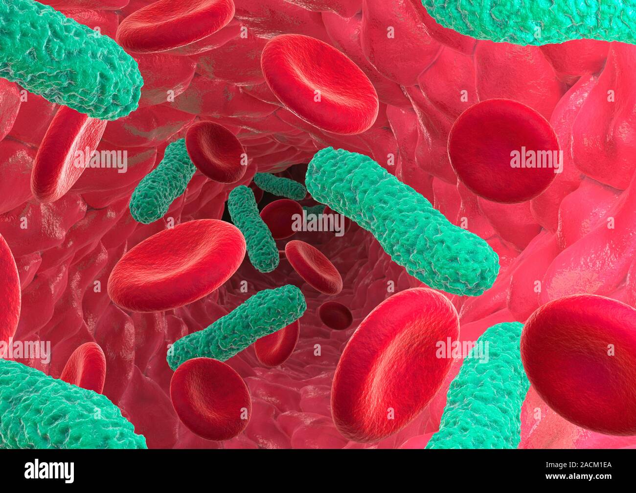 Bacterial blood infection. Computer artwork of bacteria (green) and red ...