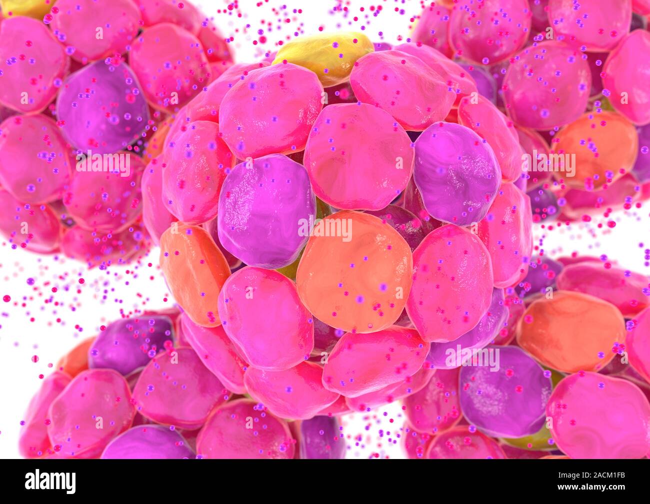 Islets of Langerhans cells, computer artwork. These cells (large, pink ...