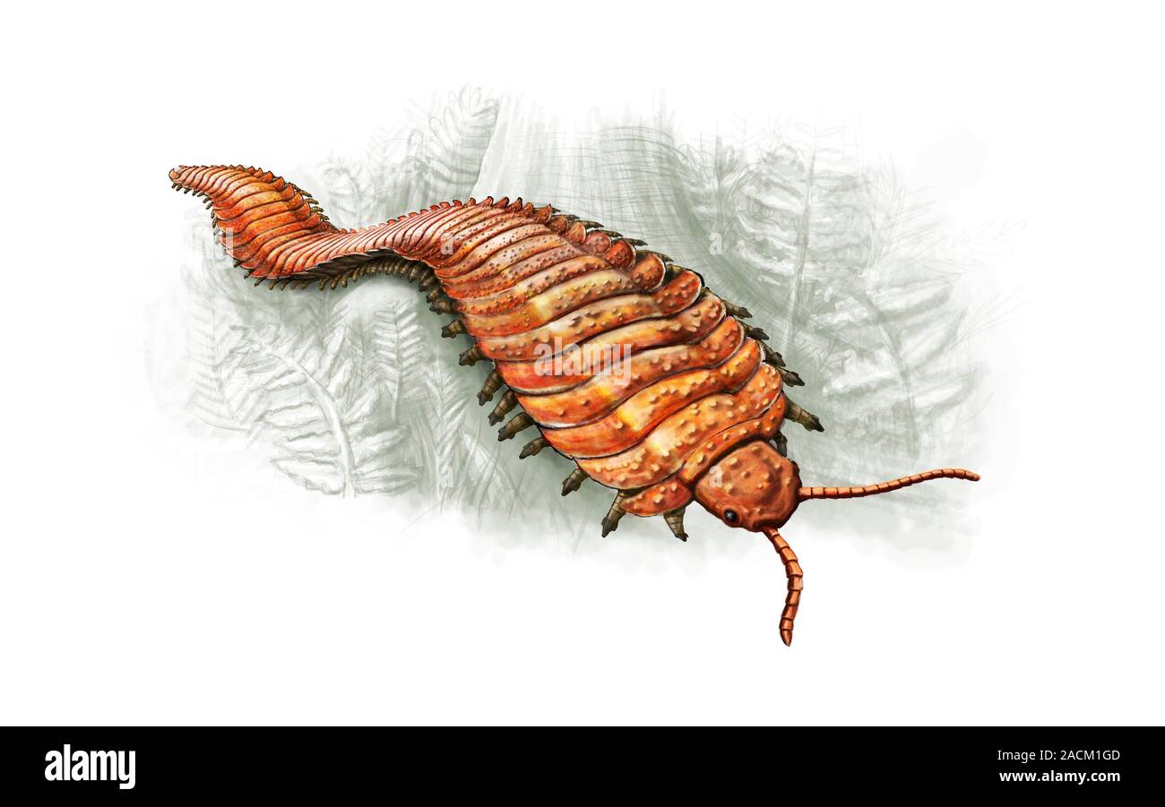 Prehistoric millipede. Computer artwork of an Arthropleura sp. myriapod ...