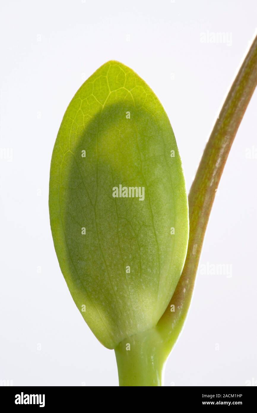 Tulip Tree (Liriodendron tulipifera) leaf bud in the spring Stock Photo ...