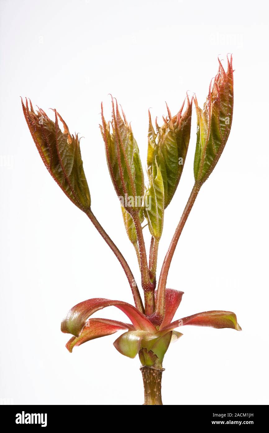 Sycamore maple (Acer pseudoplatanus) tree leaf bud opening in the ...