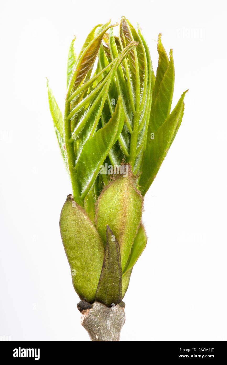 European ash (Fraxinus excelsior) tree leaf bud opening in the spring ...
