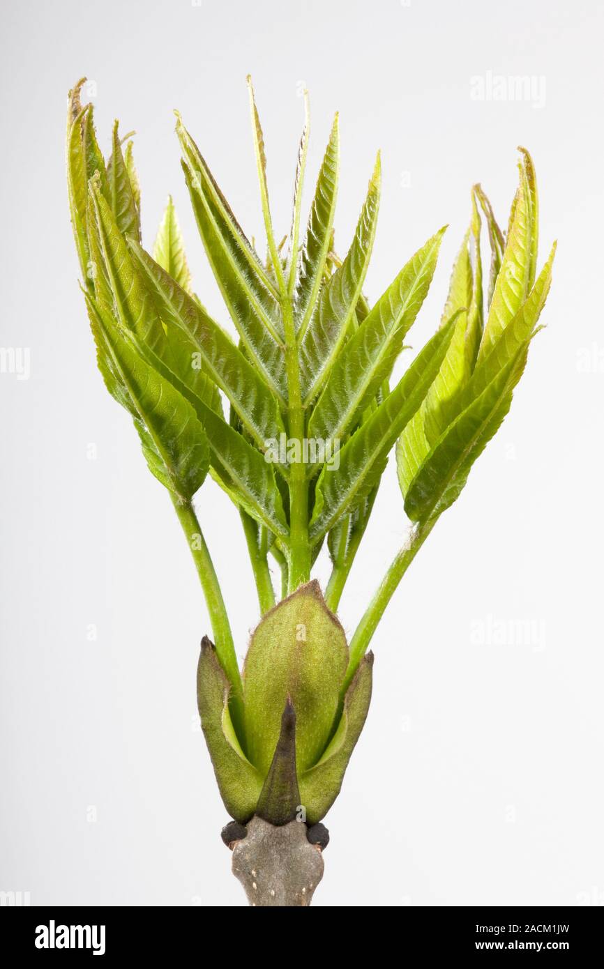 European ash (Fraxinus excelsior) tree leaf bud opening in the spring ...