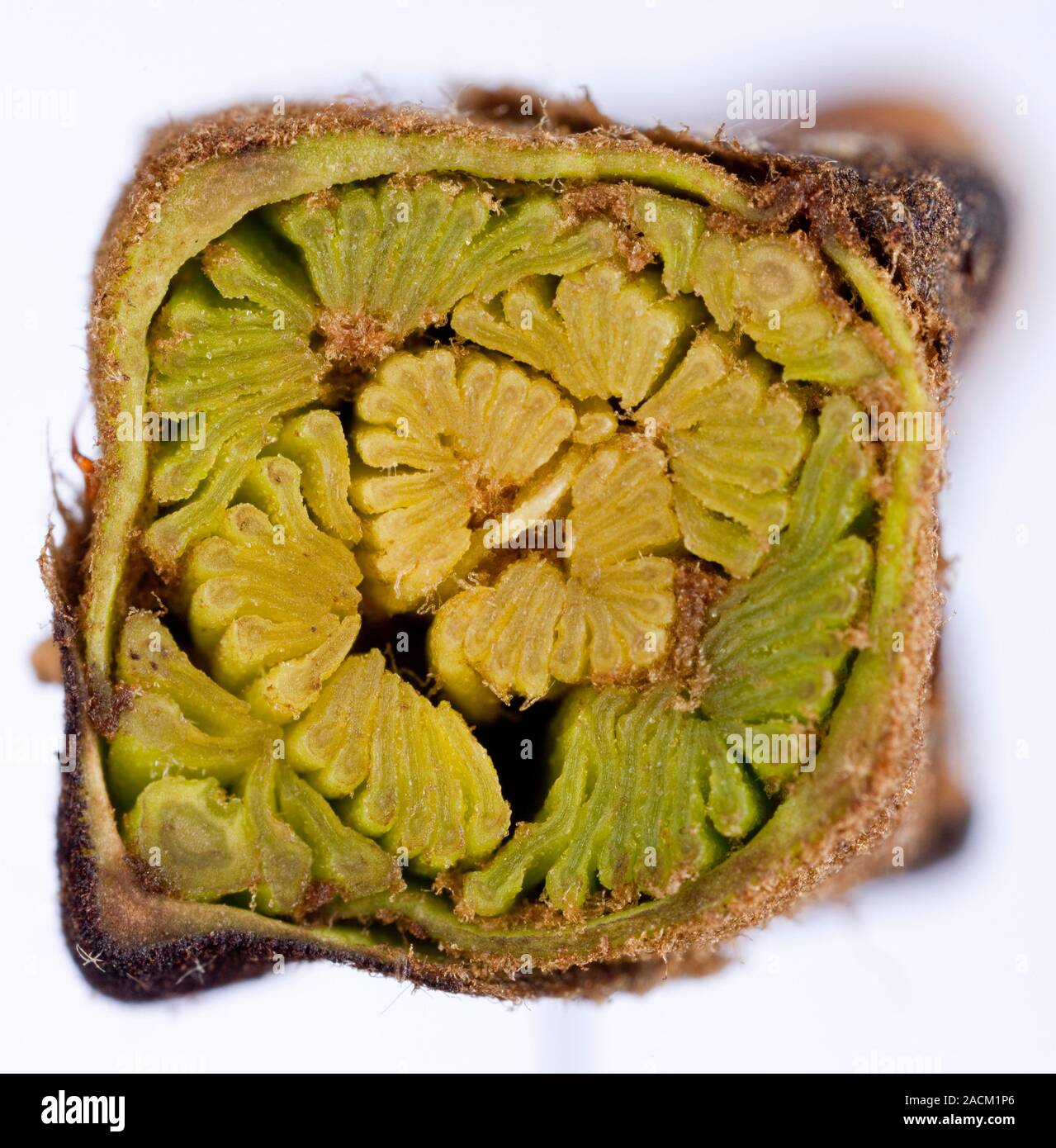 Ash (Fraxinus excelsior) tree leaf bud. Section through the bud showing ...