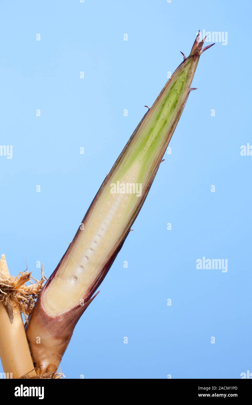 Bamboo (Phyllostachys decora) shoot. Section through a new shoot of a ...