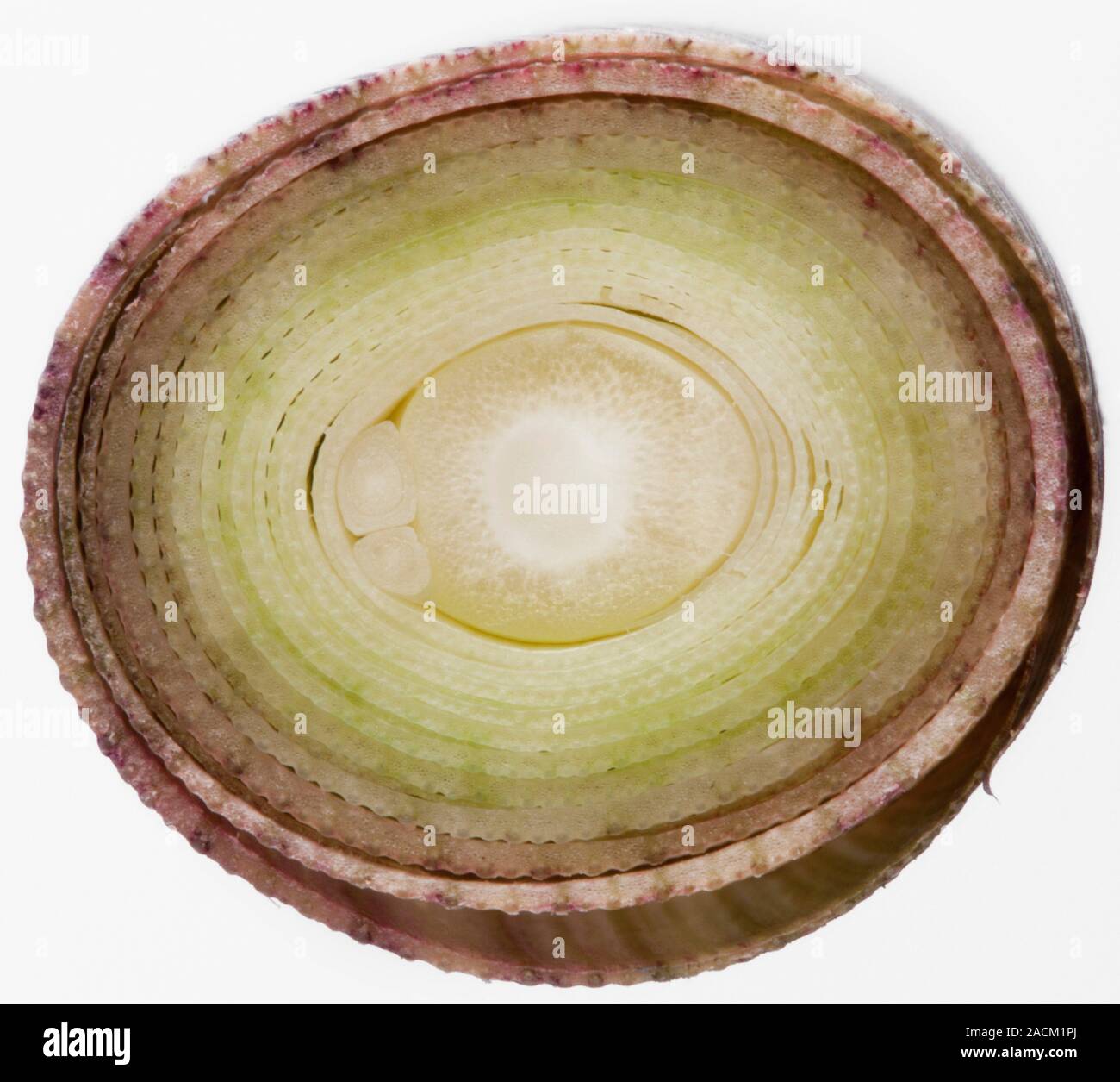 Bamboo (Phyllostachys decora) shoot. Section through a new shoot of a ...