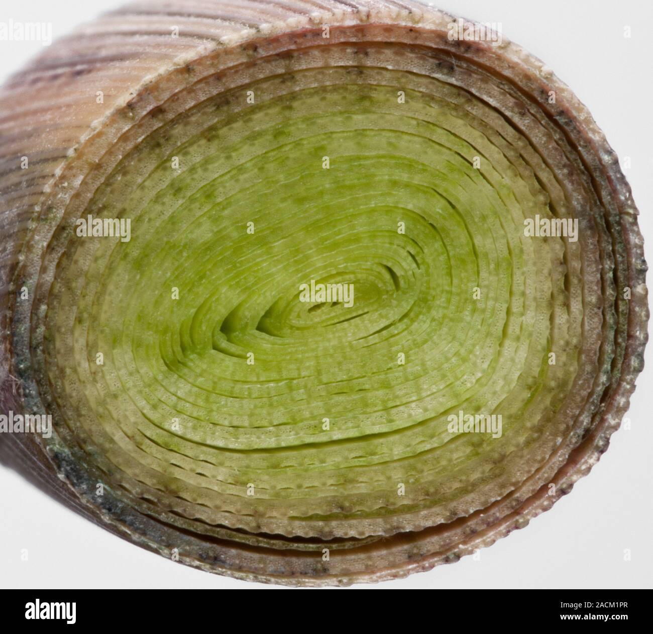 Bamboo (Phyllostachys decora) shoot. Section through a new shoot of a ...