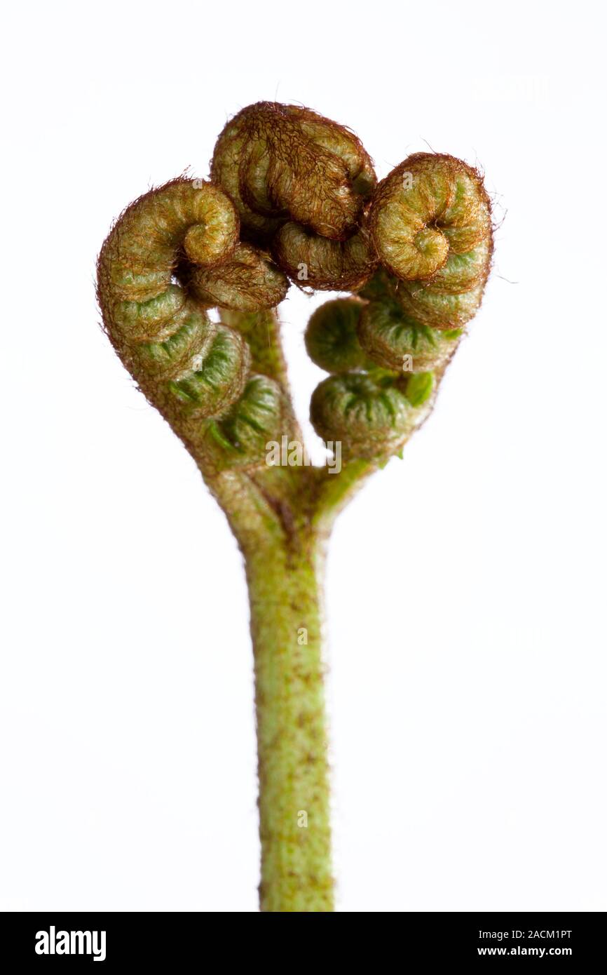 Bracken (Pteridium aquilinum) fern leaves developing in the spring ...