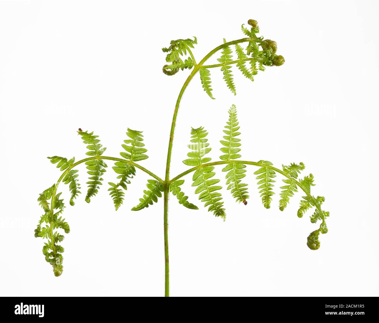 Bracken (Pteridium aquilinum) fern leaves developing in the spring ...