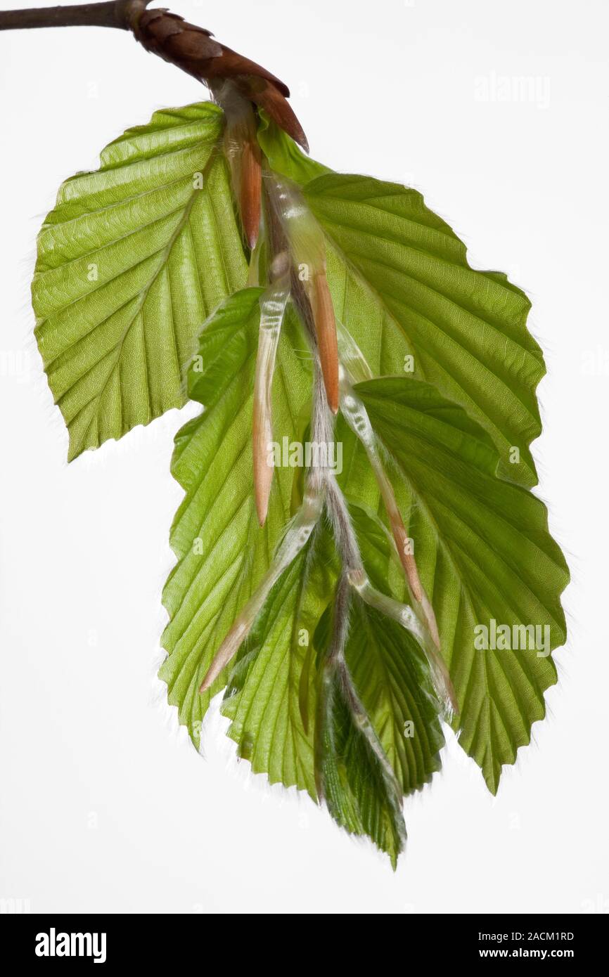Beech (Fagus sylvatica) tree leaves. Close-up of new leaves unfolding ...
