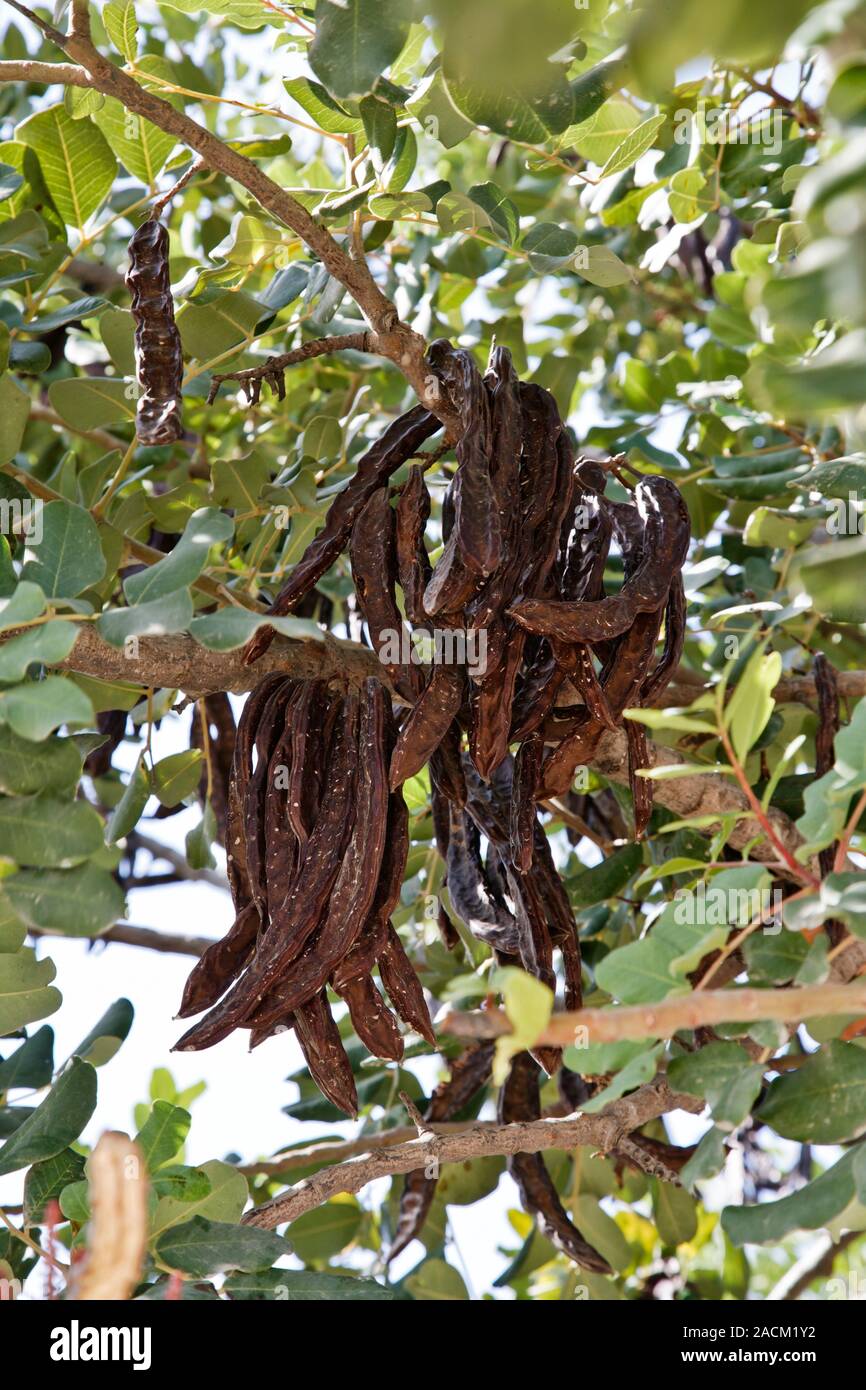 Carob tree (Ceratonia siliqua) seed pods. The carob tree is an ...